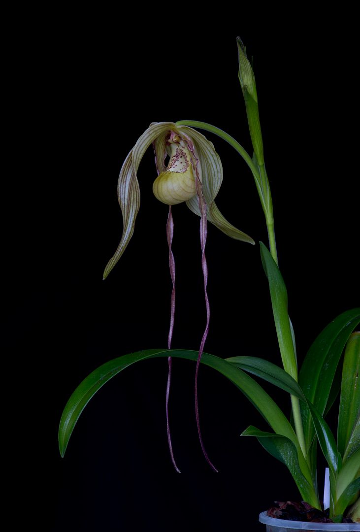 Phrag Predator | Slippertalk Orchid Forum