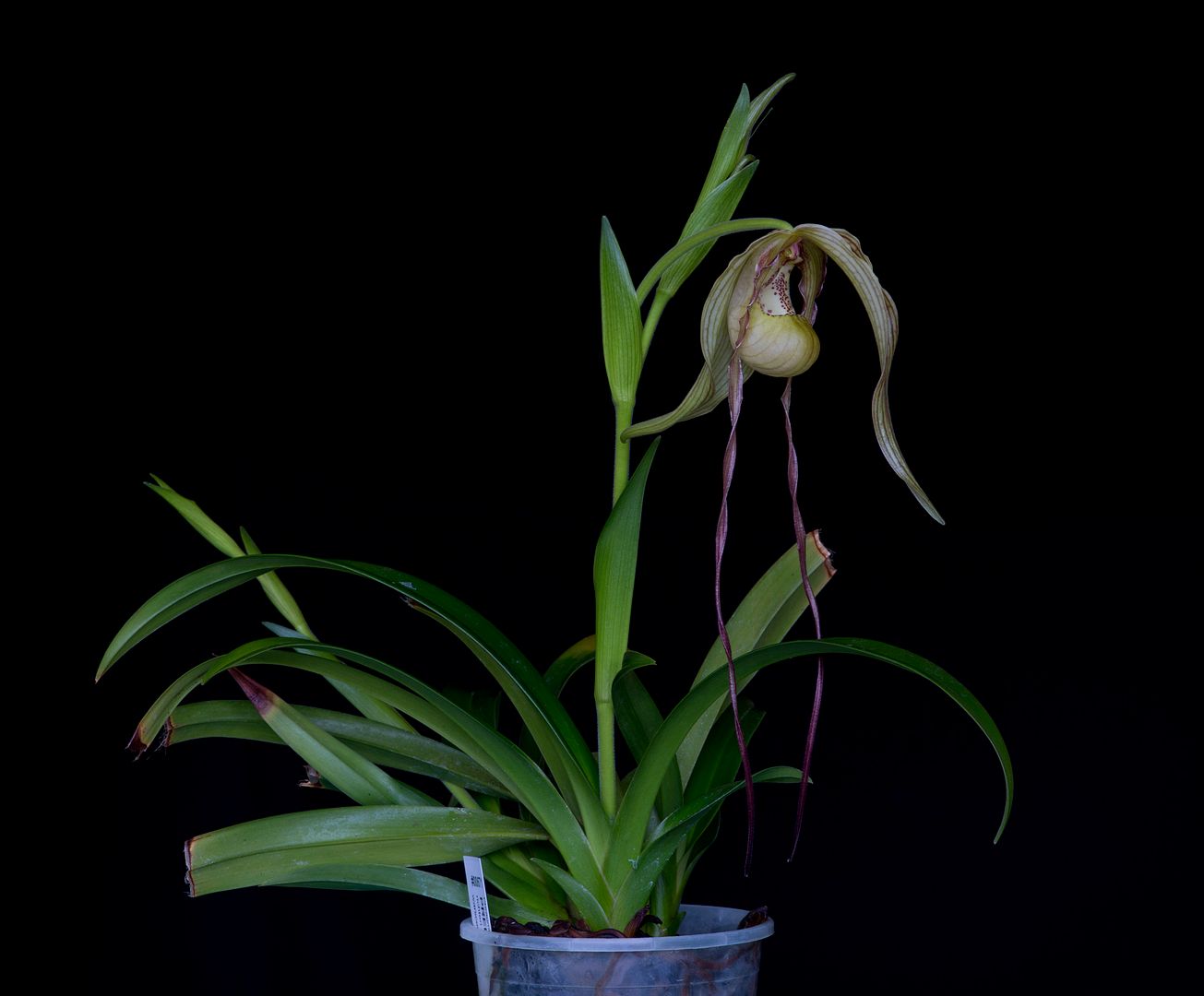 Phrag Predator | Slippertalk Orchid Forum