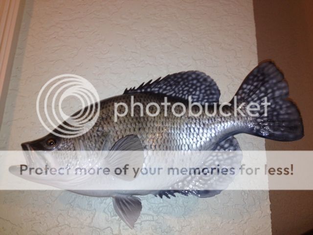 4 lb. White Crappie!! | GON Forum