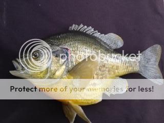 13 inch Shellcracker/redear | GON Forum