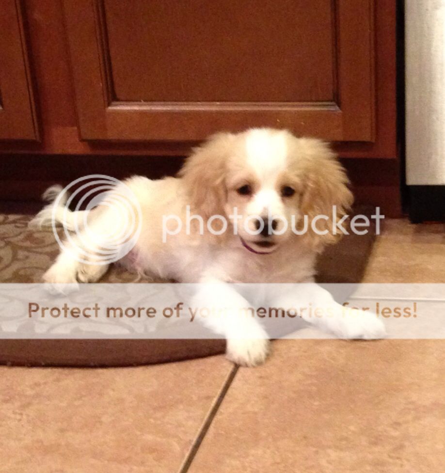 Smooth coated Cockapoos | I Love My Cockapoo Forums