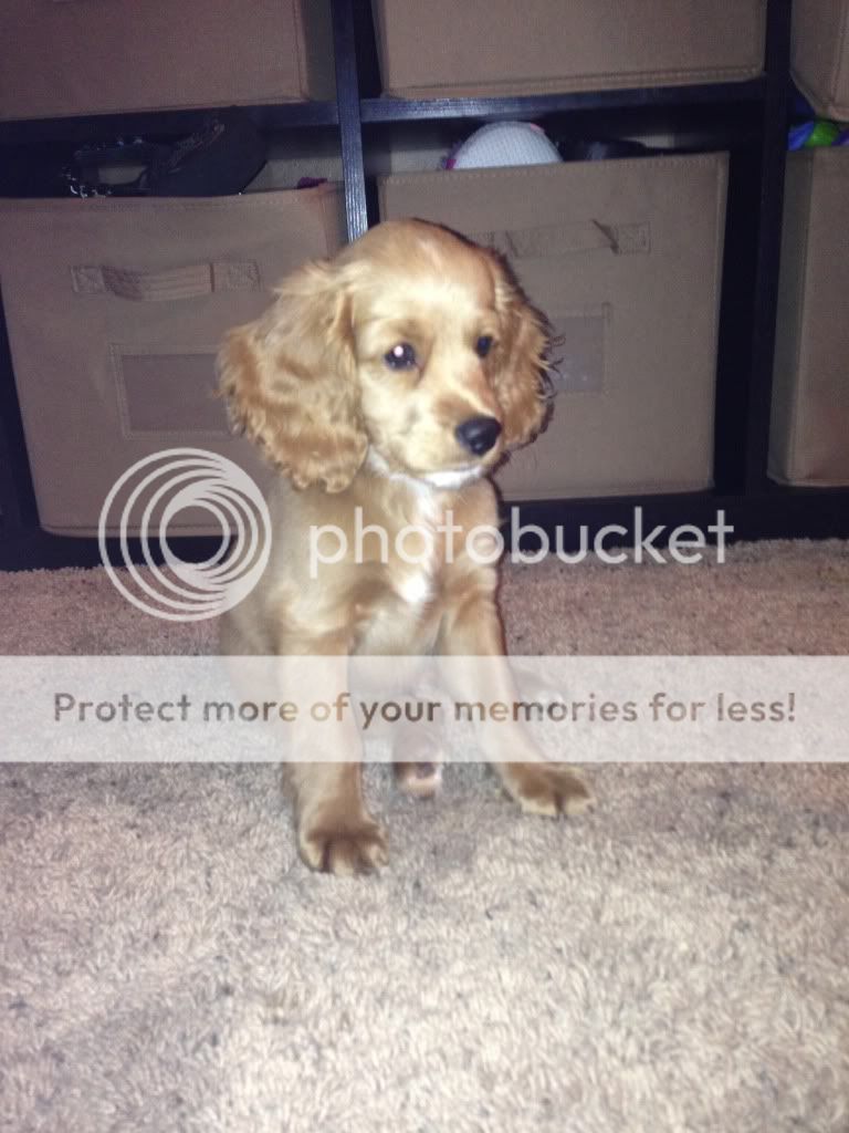 Smooth Coated puppies? | I Love My Cockapoo Forums