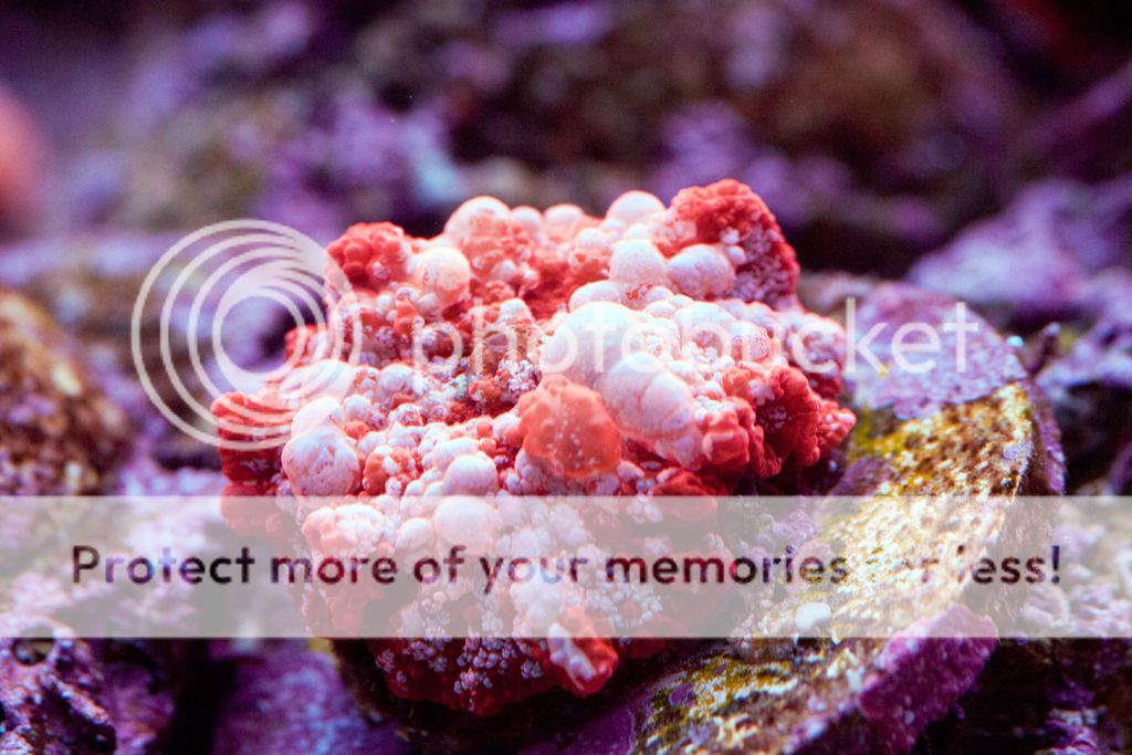 bouncing devil mushroom | Reef2Reef